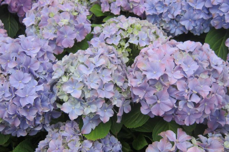 Začaly vám žloutnout listy hortenzie? Tohle je nejčastější chyba ...