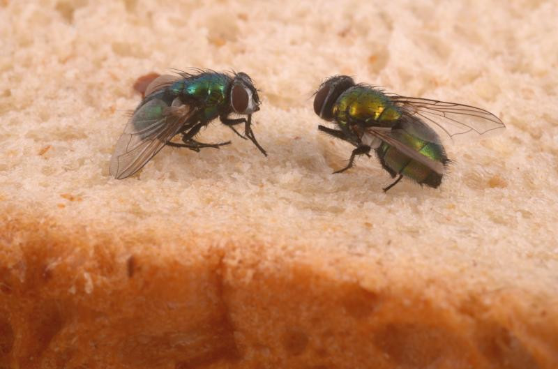 Kde se berou všechny ty mouchy? Nejčastější chyby, které je lákají ...