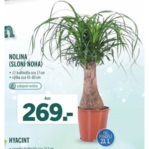 ARCHIV | Nolina (Sloní noha) v akci platné do: 29.1.2017 | AkcniCeny.cz