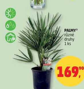 PALMY různé druhy, 1 ks v akci | AkcniCeny.cz